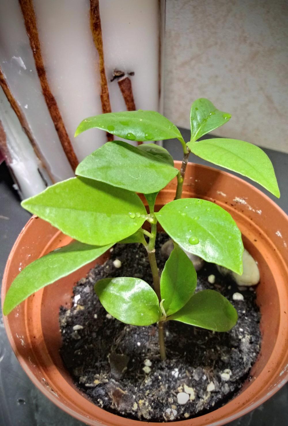 Small tree like plant, very young in the Plant ID forum - Garden.org