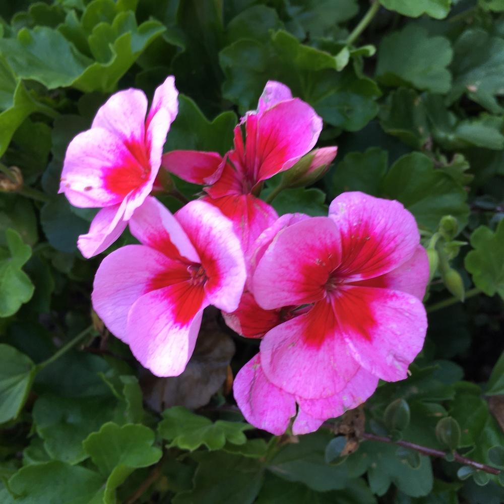 Fish Geranium (Pelargonium x hortorum Americana® Rose Mega Splash) in ...