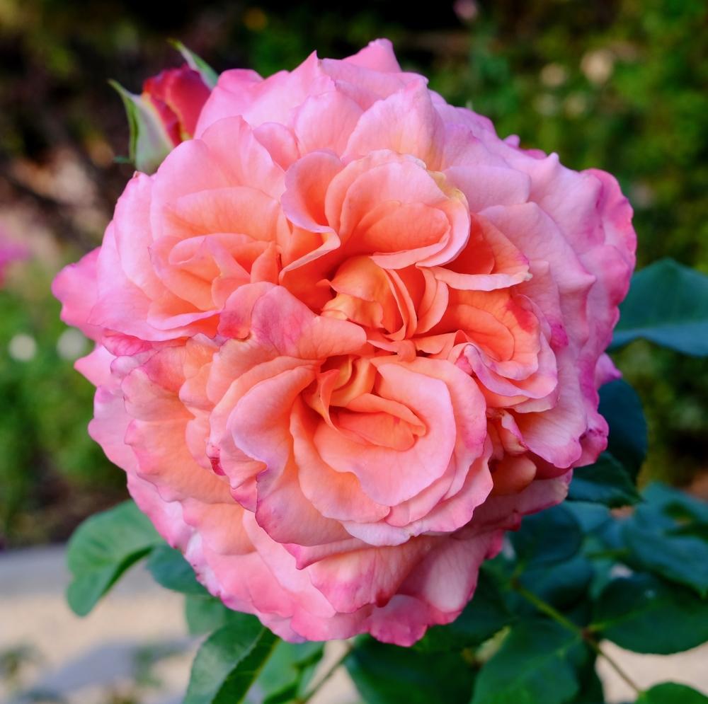 Photo of the bloom of Rose (Rosa 'Augusta Luise') posted by AnnKNCalif ...