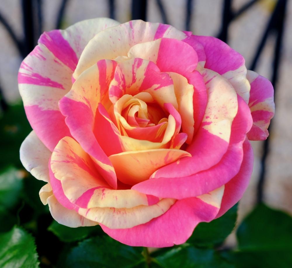 Rose (Rosa 'Motley Clown') in the Roses Database - Garden.org