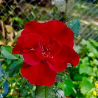 Rose (Rosa 'Miracle on the Hudson') in the Roses Database - Garden.org