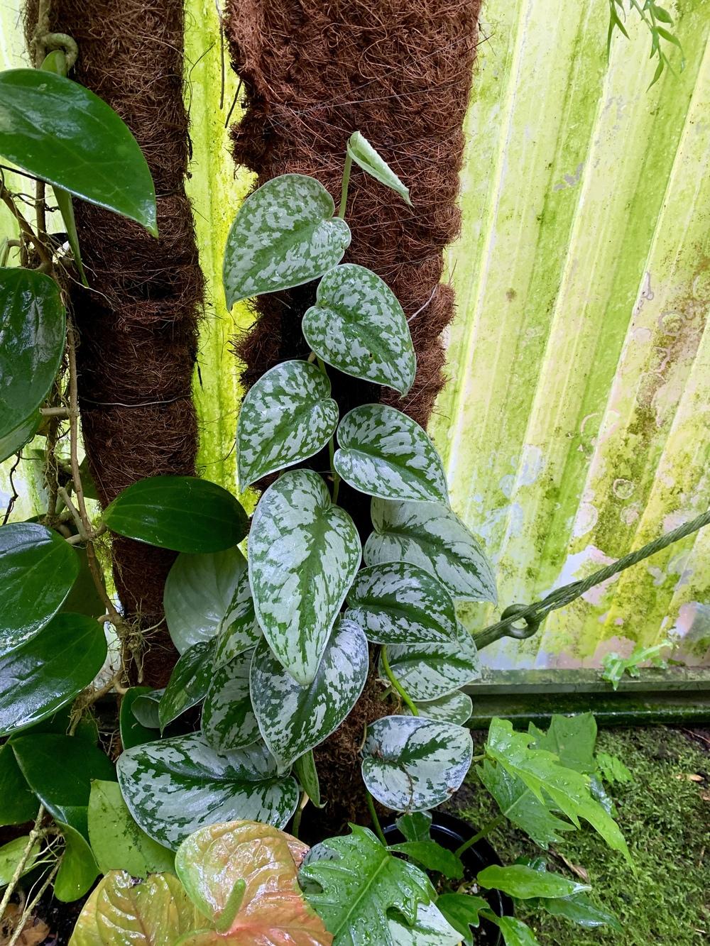 I mounted a Scindapsis....follow my experiment over time! in the ...