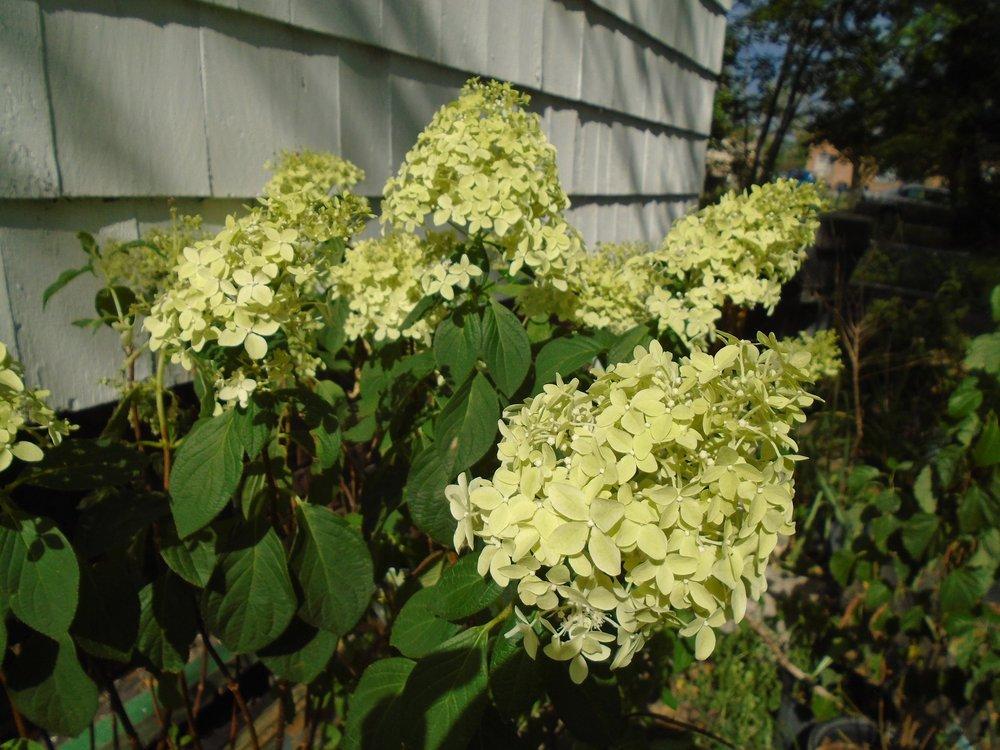 Panicle Hydrangea (Hydrangea paniculata Magical® Candle) in the ...