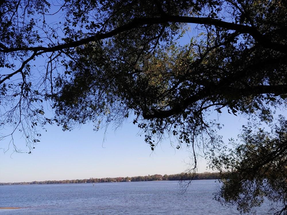 Northeastern tree by a river in the Plant ID forum - Garden.org