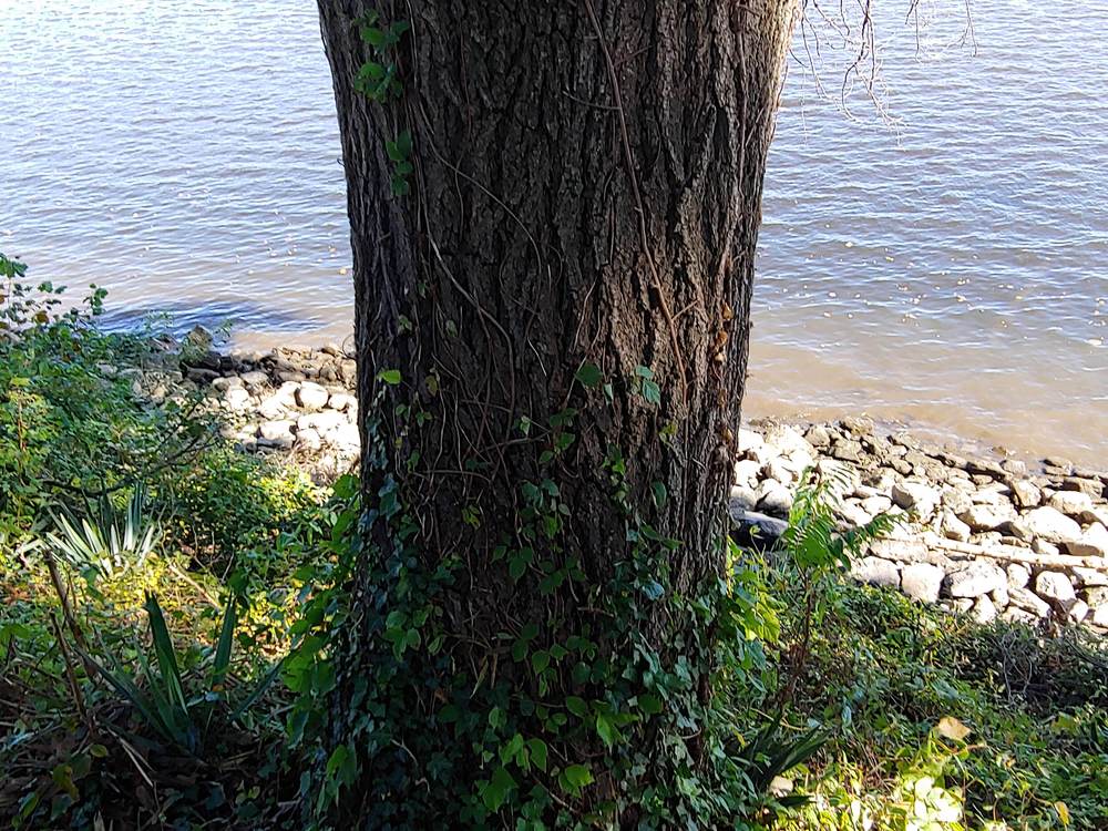 Northeastern tree by a river in the Plant ID forum - Garden.org