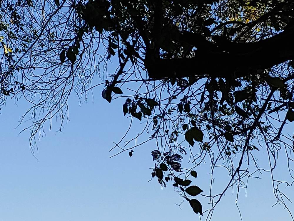 Northeastern tree by a river in the Plant ID forum - Garden.org