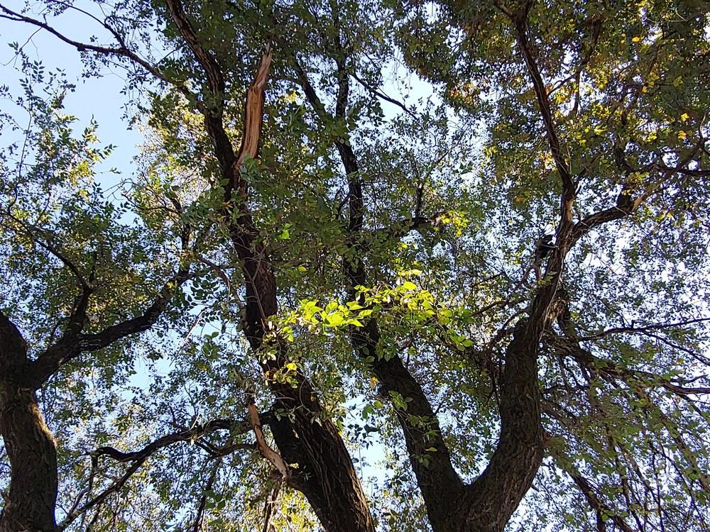 Northeastern tree by a river in the Plant ID forum - Garden.org