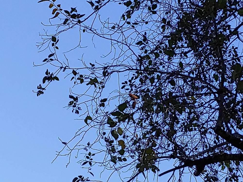 Northeastern tree by a river in the Plant ID forum - Garden.org