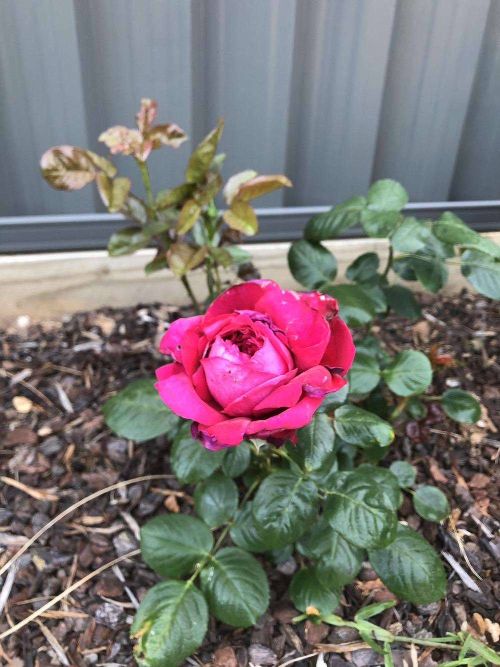 Problem with Rose Plant in the Roses forum - Garden.org