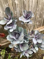 The everlasting Cabbage in the Vegetables and Fruit forum - Garden.org