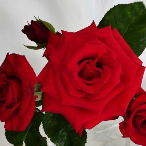 Rose (Rosa 'Kardinal') in the Roses Database - Garden.org