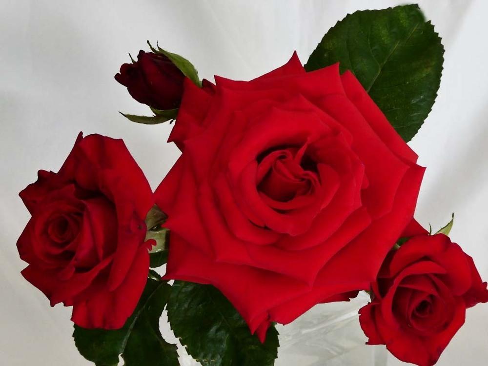 Rose (Rosa 'Kardinal') in the Roses Database - Garden.org