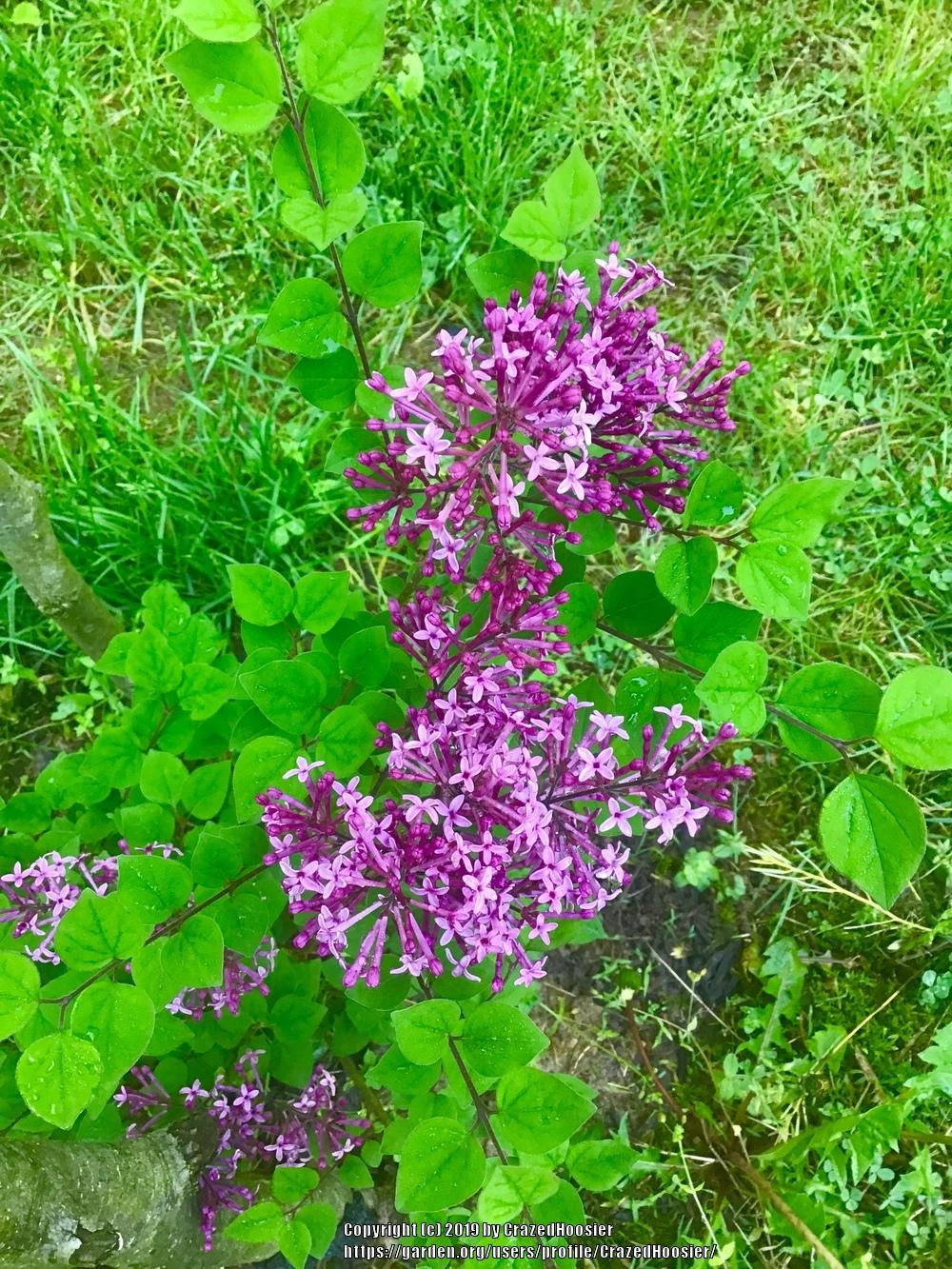 Reblooming Lilac (Syringa Bloomerang® Dark Purple) in the Lilacs ...