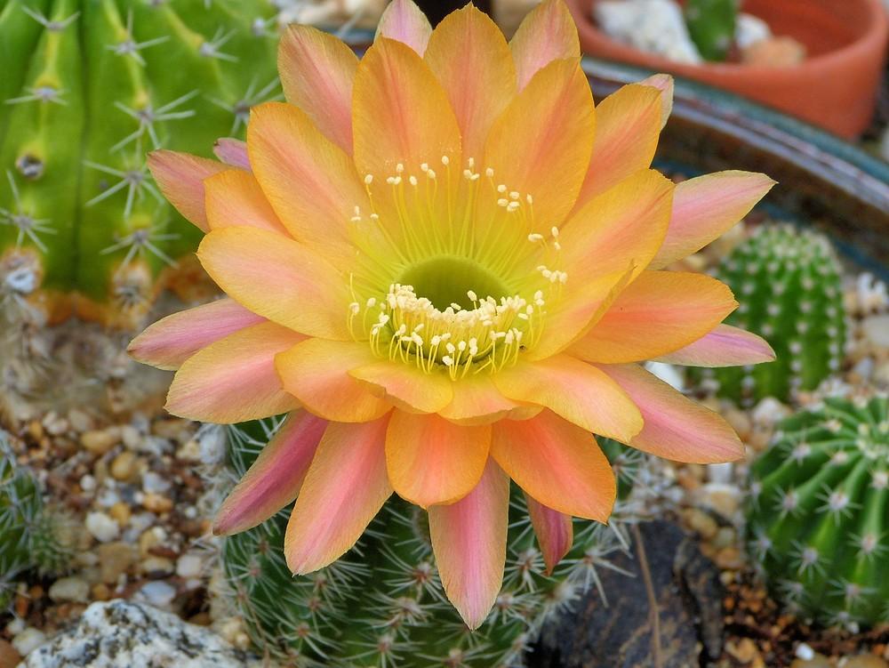 Photo of the entire plant of Echinopsis Hybrid (Echinopsis 'Daydream ...