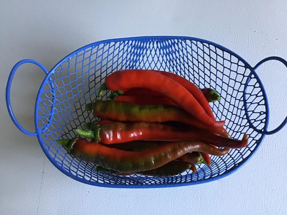 Hot Pepper (Capsicum annuum 'Cow Horn') in the Peppers Database ...