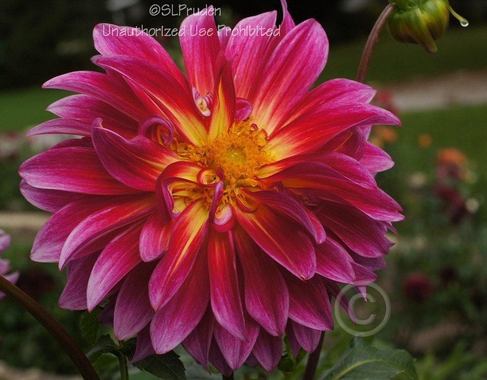 Photo of the bloom of Dahlia 'Raspberry Punch' posted by DaylilySLP ...