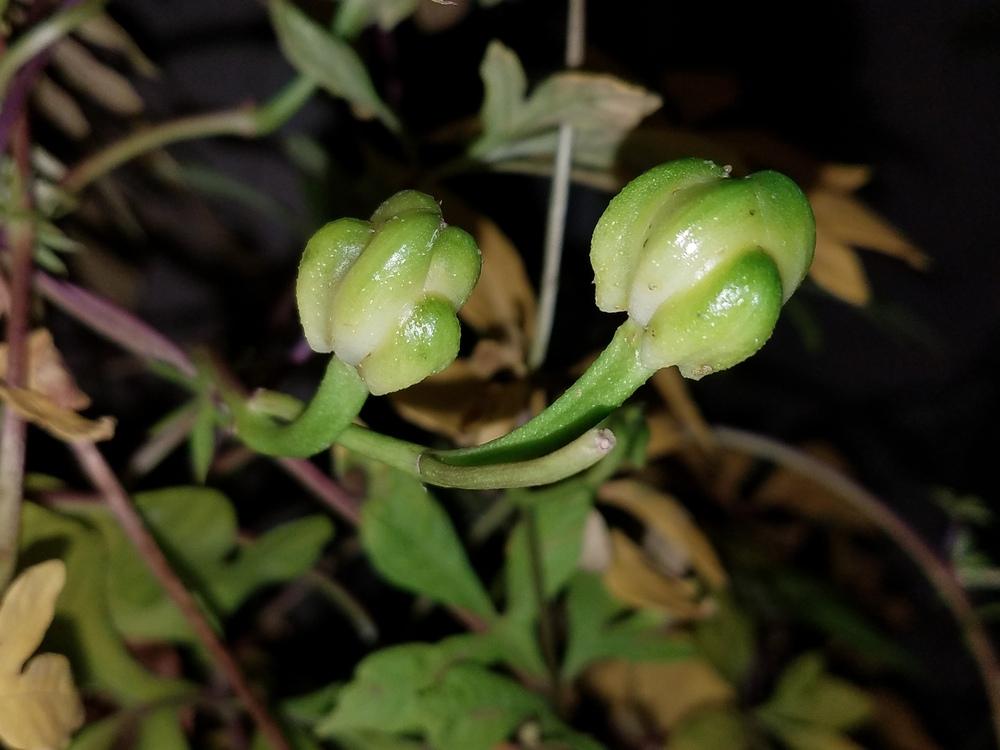 Photo of the seed pods or heads of Bumpy Convolvulaceae (Ipomoea ...