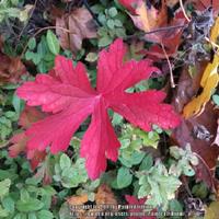 Photo of the fall color of Wild Geranium (Geranium maculatum) posted by ...