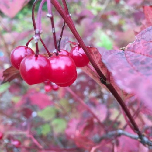Crampbark Tree (Viburnum trilobum 'Compactum') in the Viburnums ...