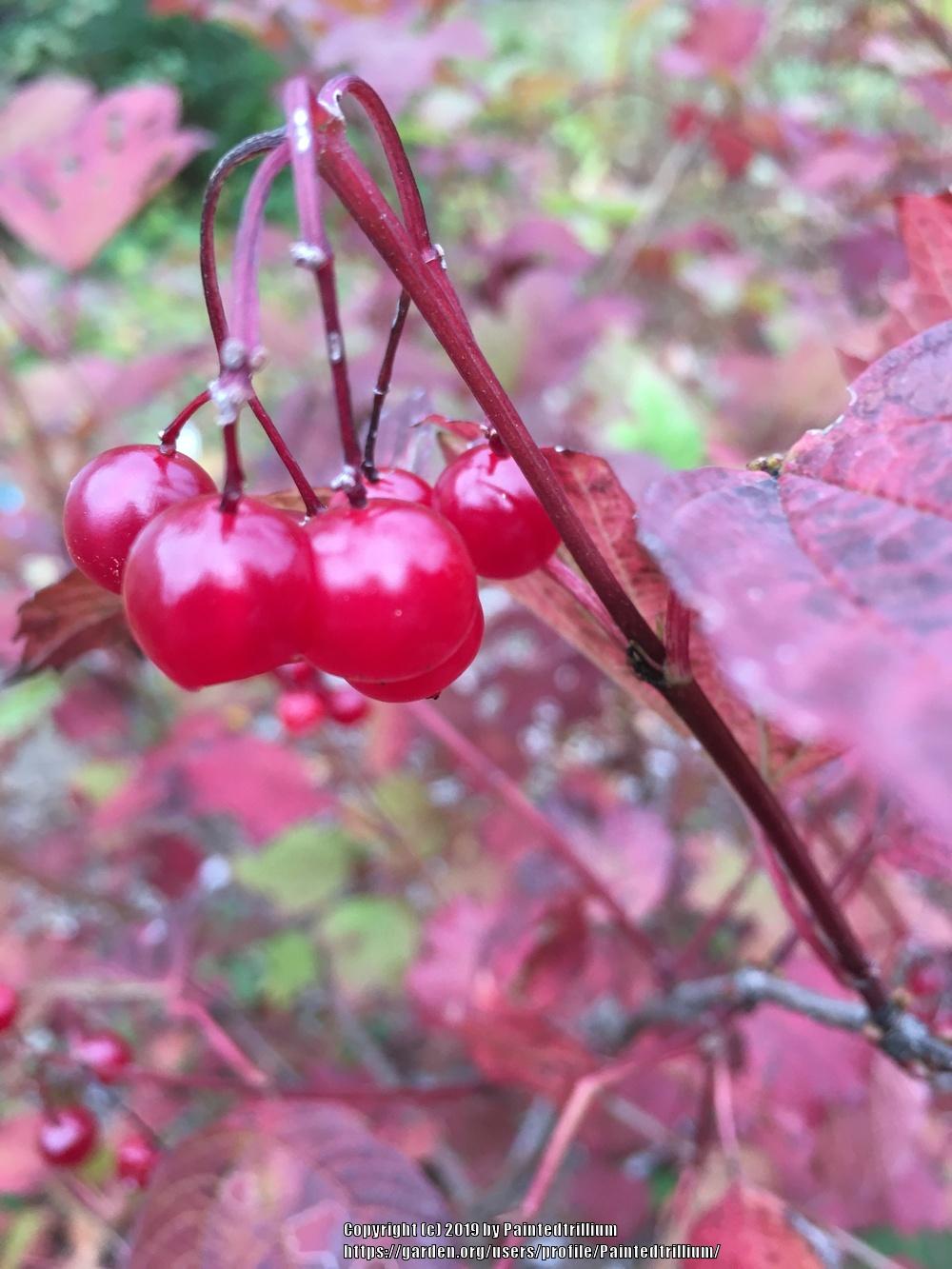 Crampbark Tree (Viburnum trilobum 'Compactum') in the Viburnums ...