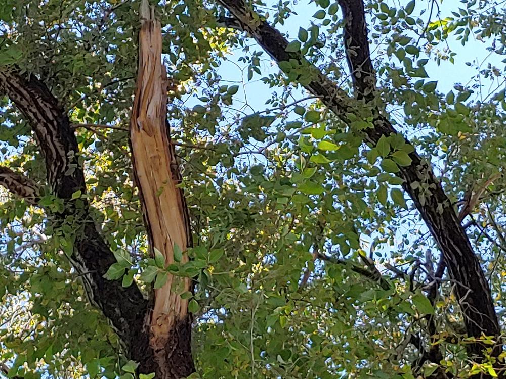 Northeastern tree by a river in the Plant ID forum - Garden.org