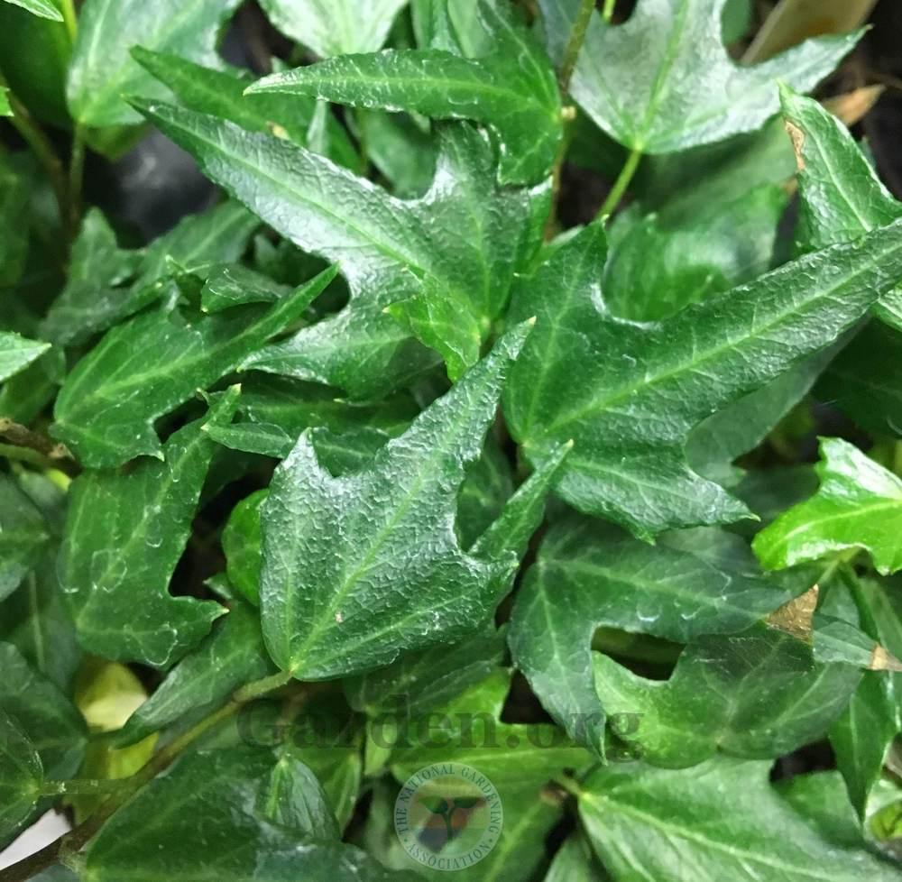 Ivy (Hedera helix 'King's Choice') - Garden.org