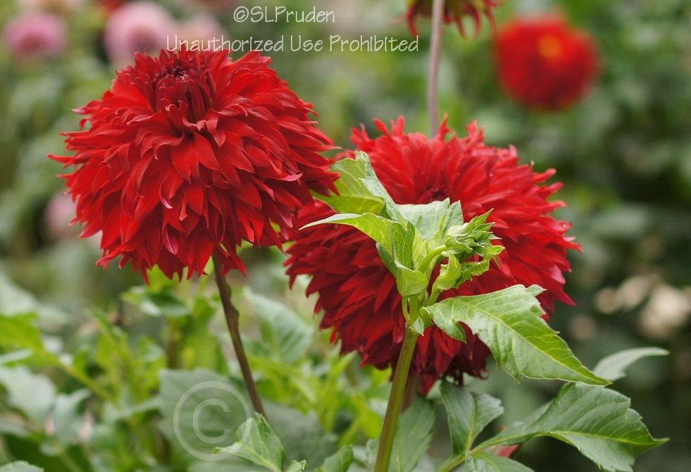 Photo of the bloom of Dahlia 'Skywalker' posted by DaylilySLP - Garden.org