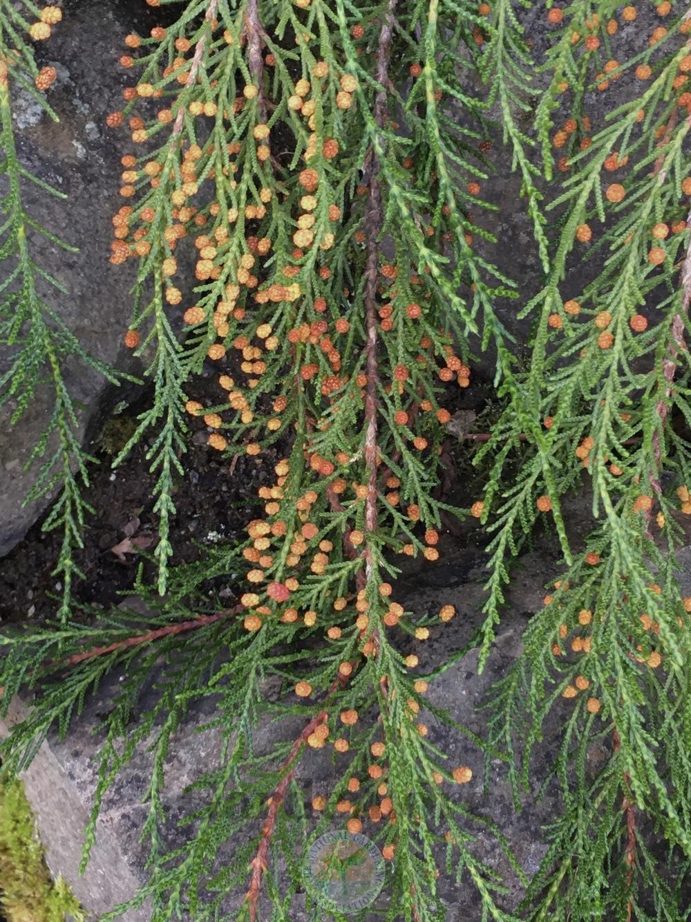 Creeping Pine (Microcachrys tetragona) - Garden.org