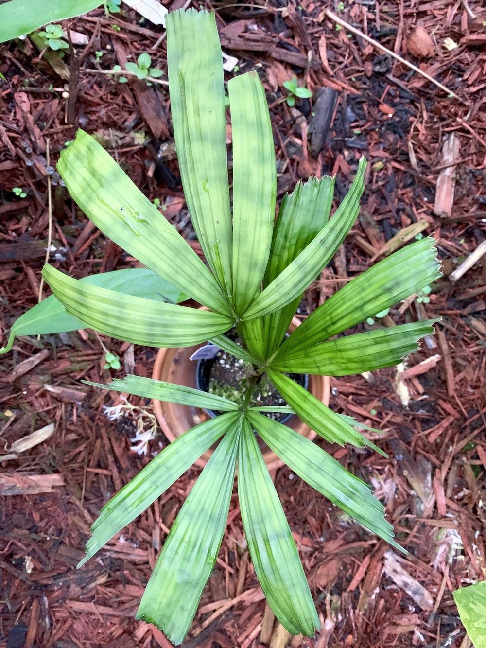 Licuala mattanensis Mapu in the Tropicals forum - Garden.org