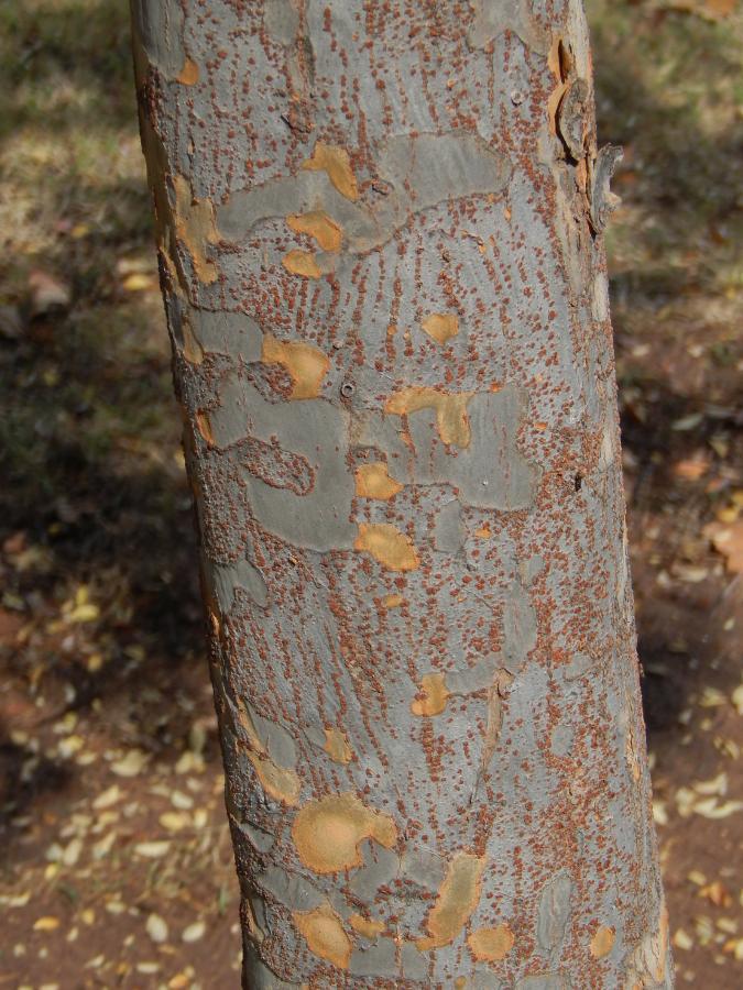 Photo of the stem, scape, stalk or bark of Chinese Elm (Ulmus ...