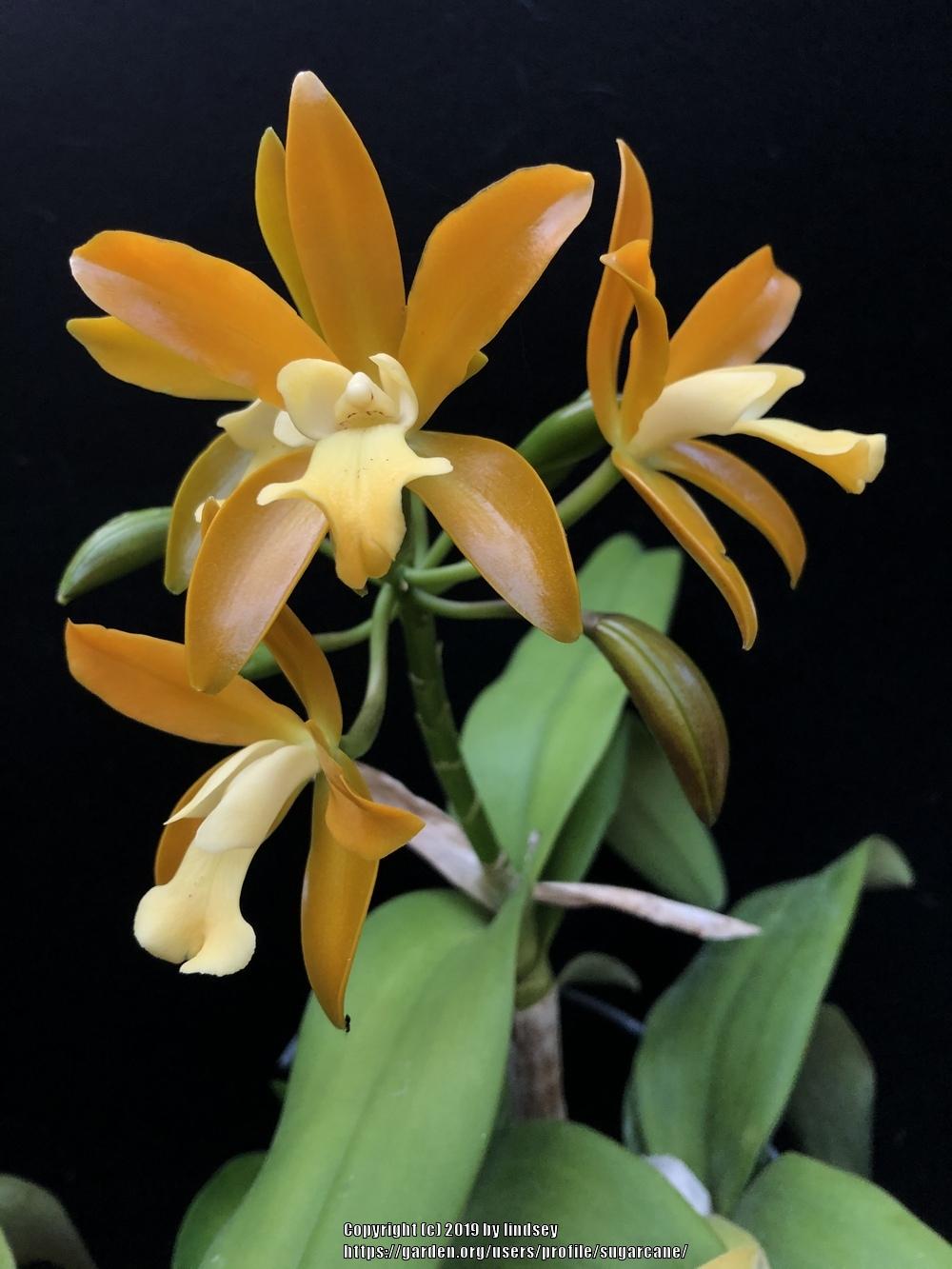 Orchid (Cattlianthe Chocolate Drop 'Clifton Yellow') - Garden.org