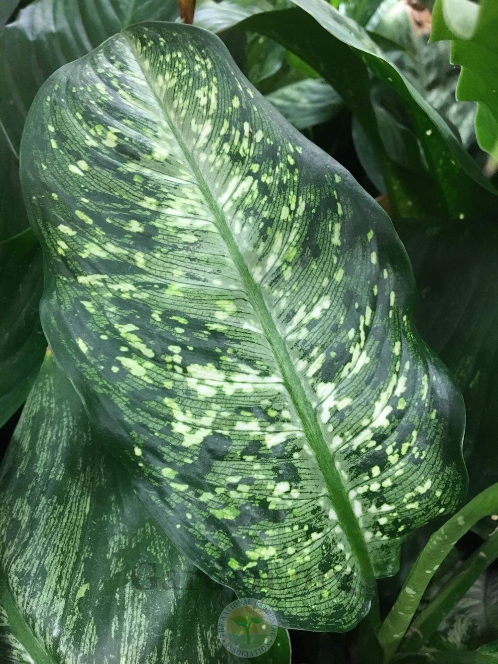 Dieffenbachias: Plant Care and Collection of Varieties - Garden.org