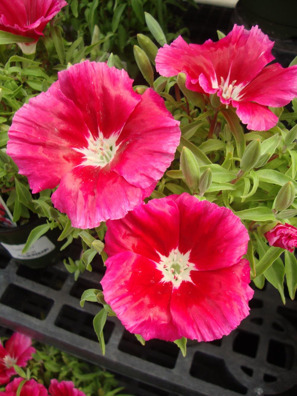 Clarkia - Garden.org