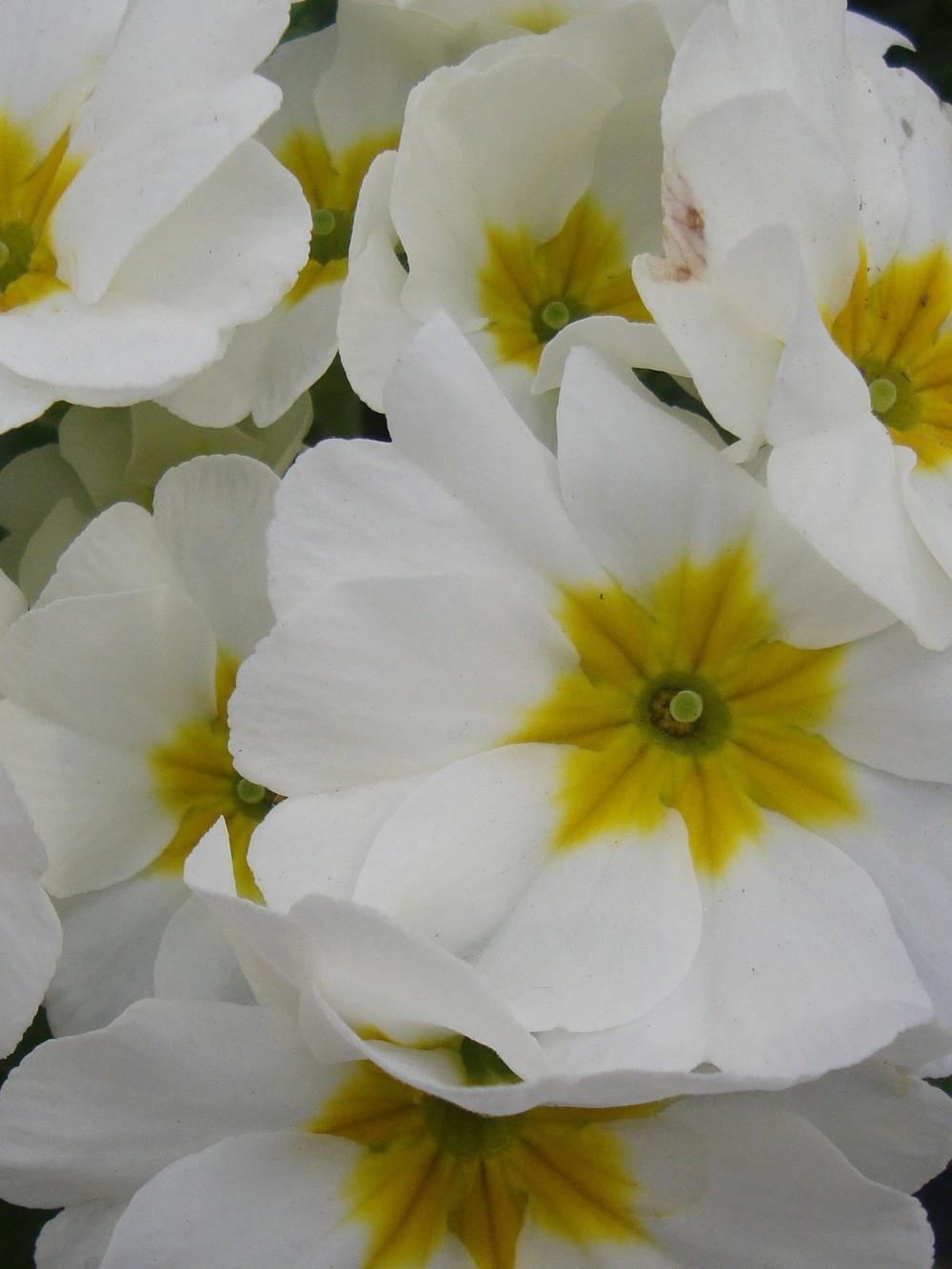 Primroses: Plant Care and Collection of Varieties - Garden.org