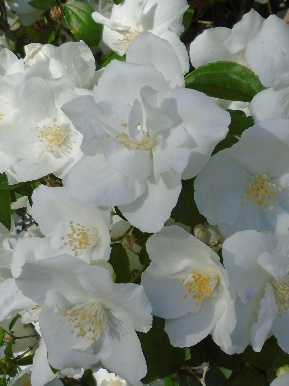 Mock Oranges: Plant Care and Collection of Varieties - Garden.org