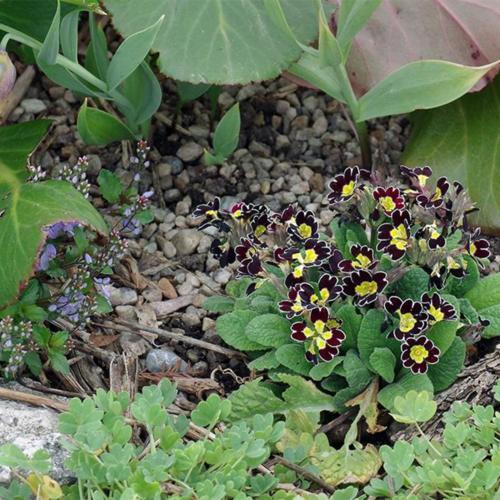 Silver-Laced Primrose (Primula 'Victoriana Silver Lace Black') in the ...