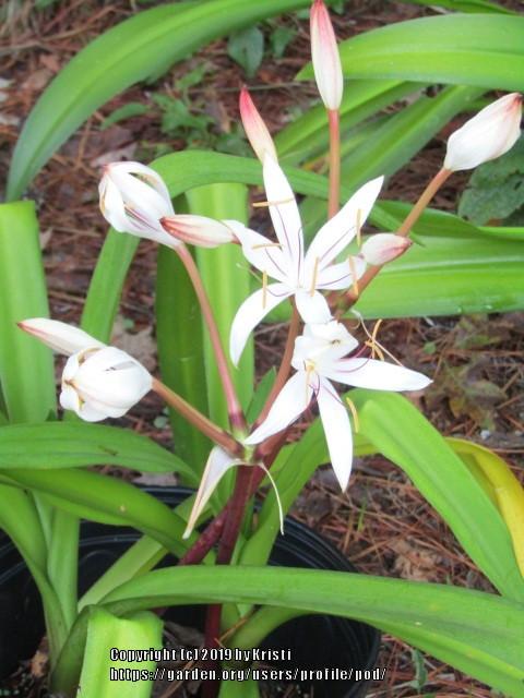 Crinums: Plant Care and Collection of Varieties - Garden.org