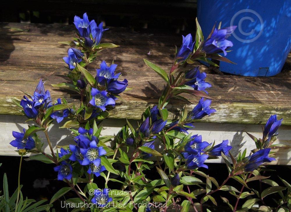 Photo of the bloom of Gentian (Gentiana 'True Blue') posted by ...