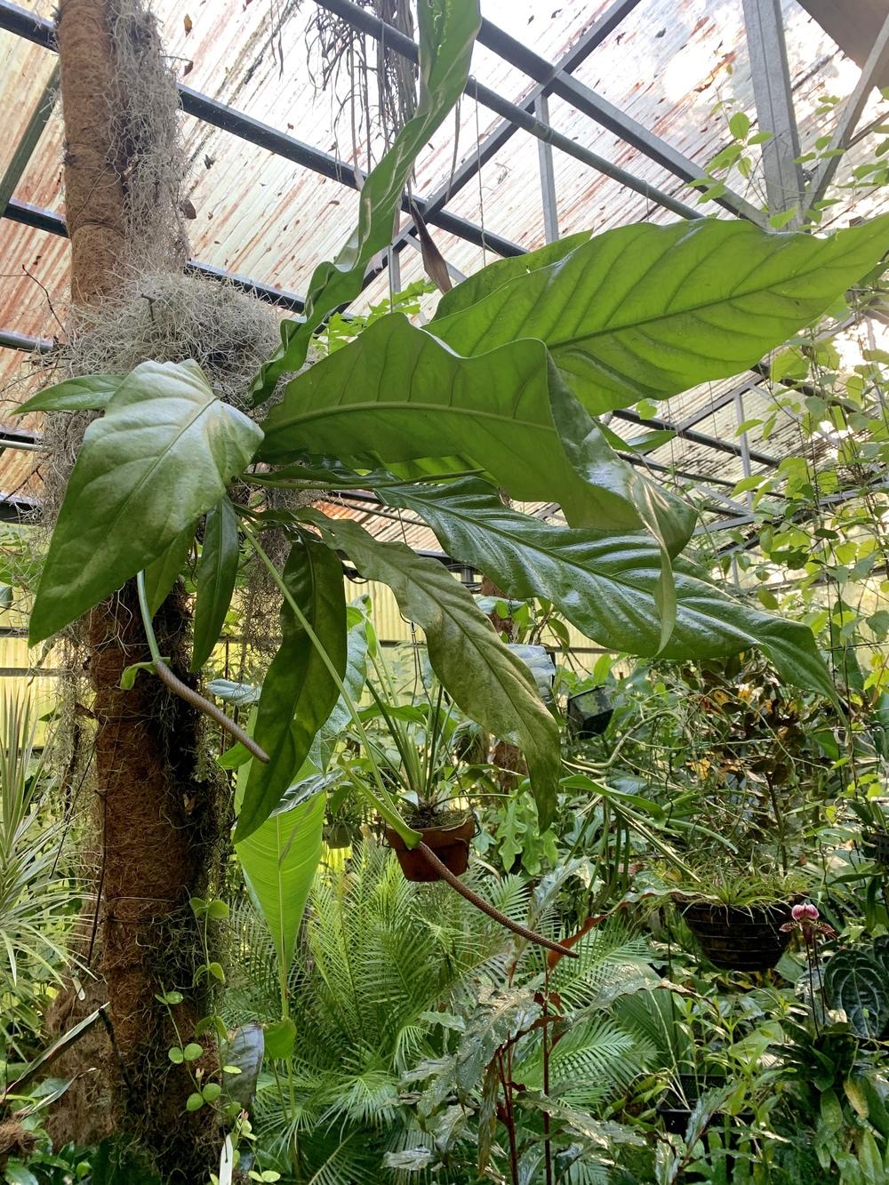 Aroid of the Day: Anthurium spectabile Schott in the Philodendrons ...