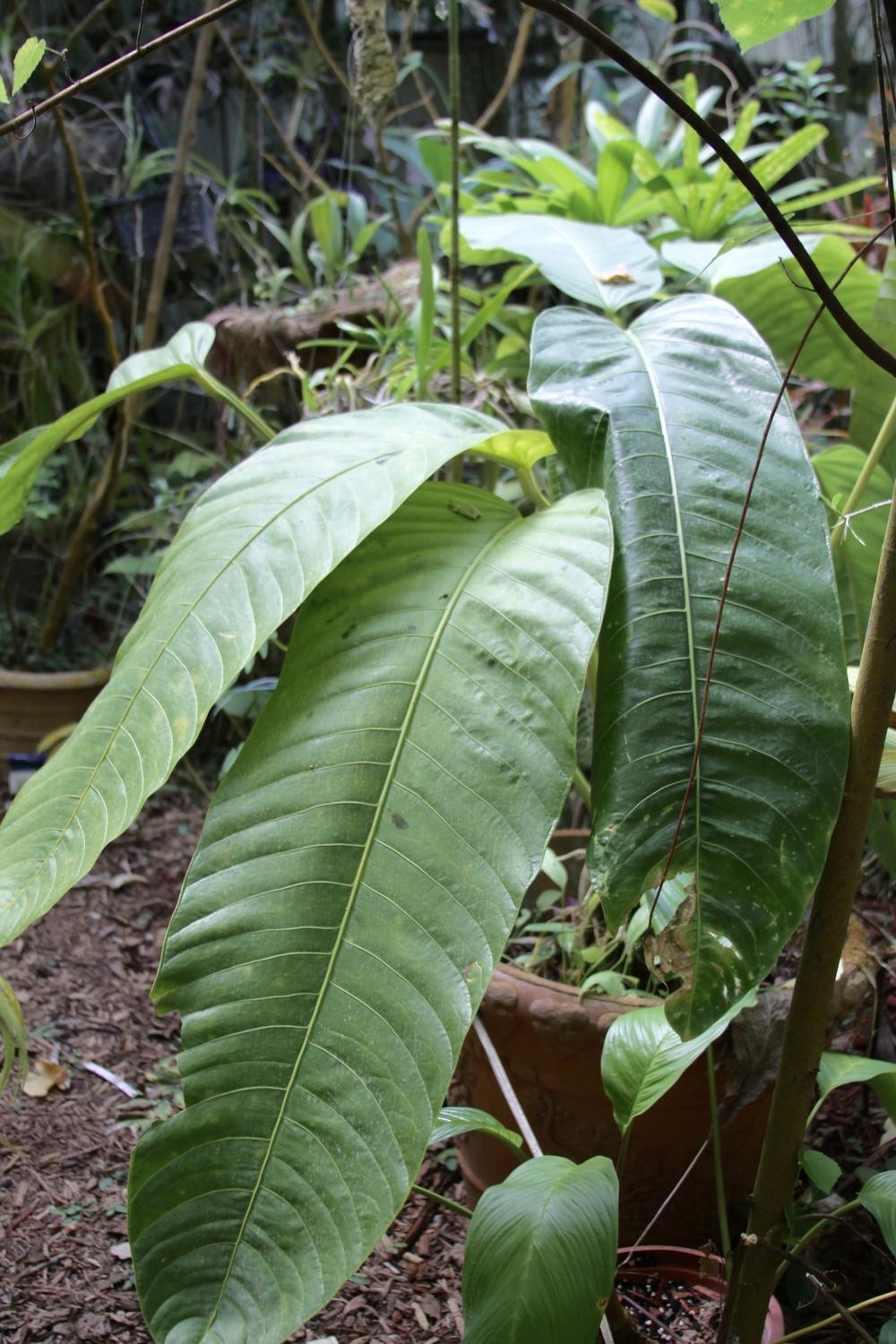 Aroid of the Day: Anthurium spectabile Schott in the Philodendrons ...