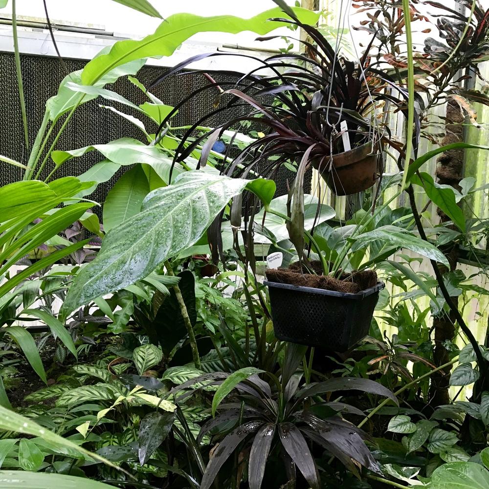 Aroid of the Day: Anthurium spectabile Schott in the Philodendrons ...