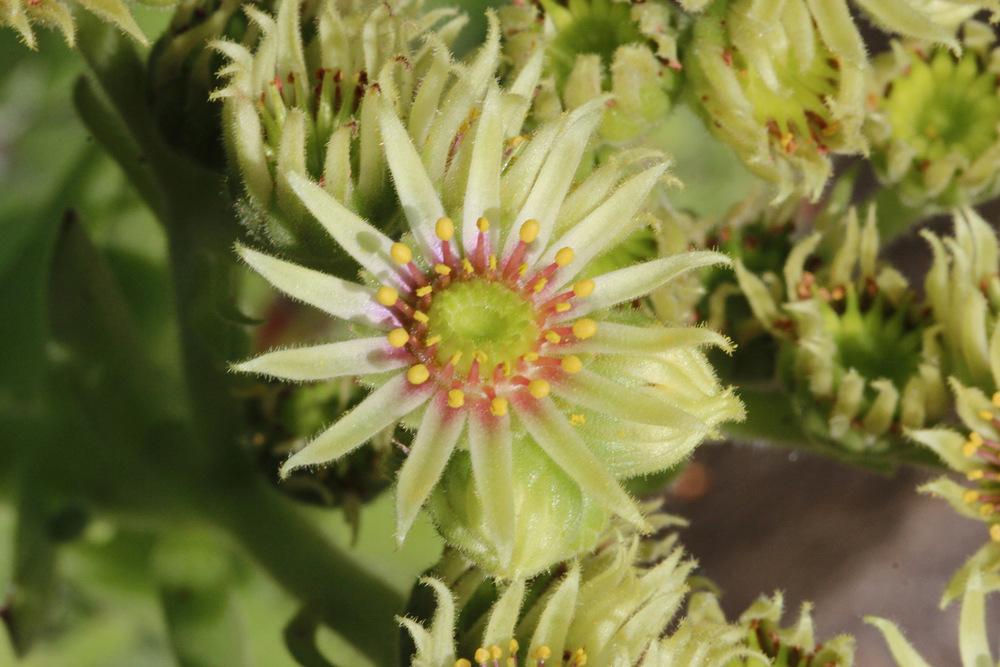 Hen and Chicks (Sempervivum ruthenicum) in the Sempervivum Database ...