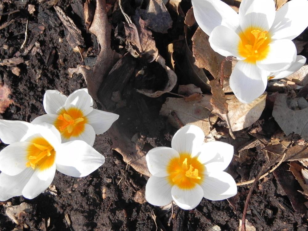 Crocus (Crocus atticus 'Bowles White') in the Crocus Database - Garden.org