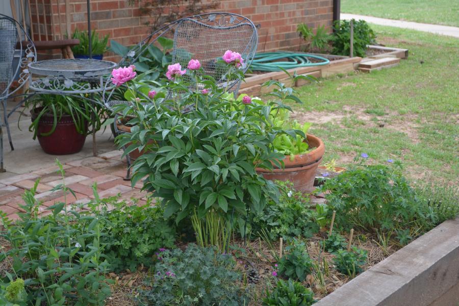 Photo of the bloom of Peony (Paeonia lactiflora 'Edulis Superba ...
