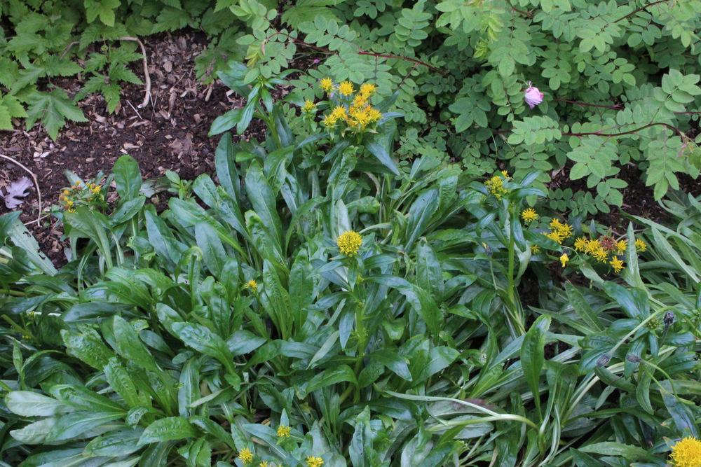 Photo of the entire plant of Rocky Mountain Goldenrod (Solidago ...