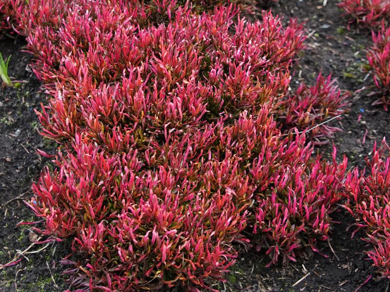 Red Ground Cover in the Plant ID forum - Garden.org