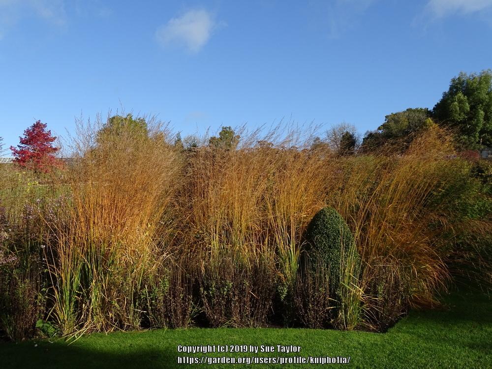 Purple Moor Grass (Molinia caerulea 'Skyracer') - Garden.org