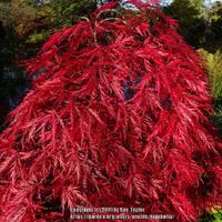 Cutleaf Japanese Maple (Acer palmatum 'Inaba Shidare') - Garden.org