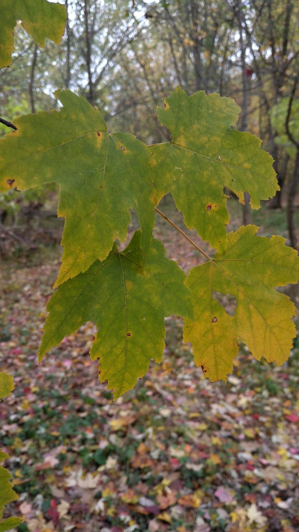 Maple ID please in the Plant ID forum - Garden.org