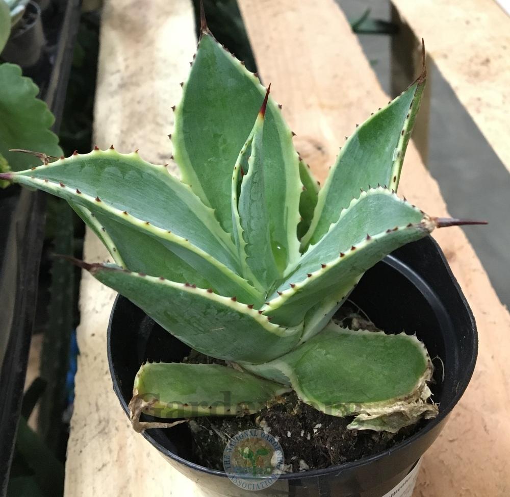 Agave (Agave mitis 'Multicolor') in the Agaves Database - Garden.org